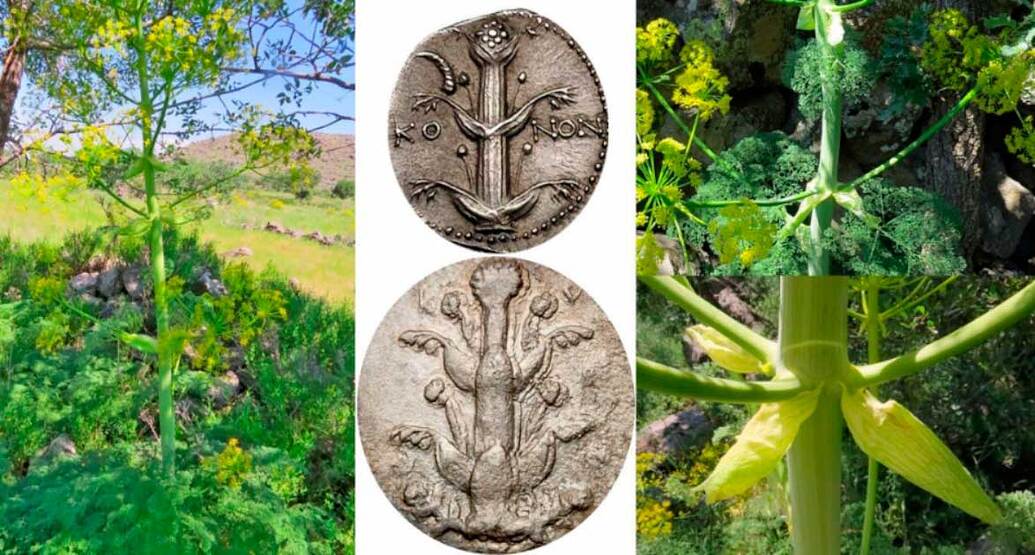 Ancient Aphrodisiacal and ‘Cure-All’ Plant Rediscovered! - Giza Community