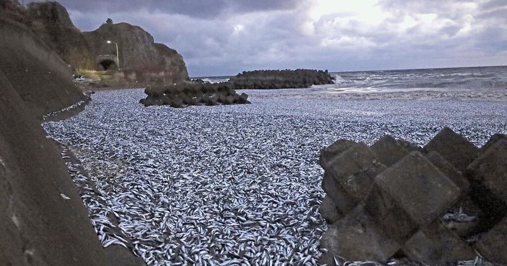 “Japan: Thousands of dead fish wash up on beach and nobody knows why ...
