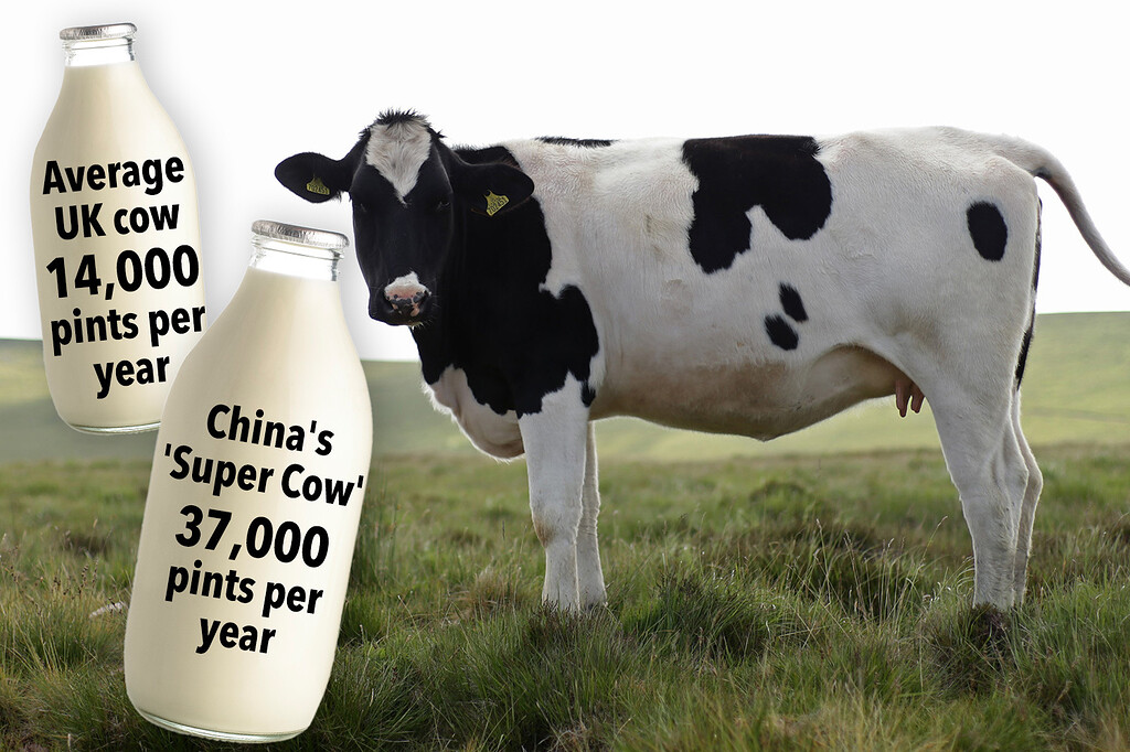 China claims it has cloned mutant SUPER COWS that can pump out 300 tons of milk - Giza Community