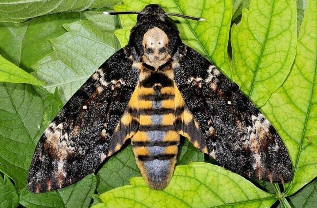 The death's head sphinx moth - Giza Community