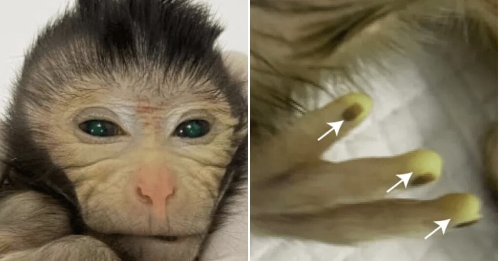 “Scientists create 'Frankenstein' chimera monkey that glows green ...