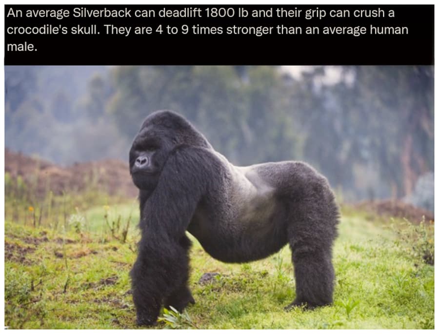 Super Chad, Ultra Based, No Rainbow flags....Makes one feel better ...